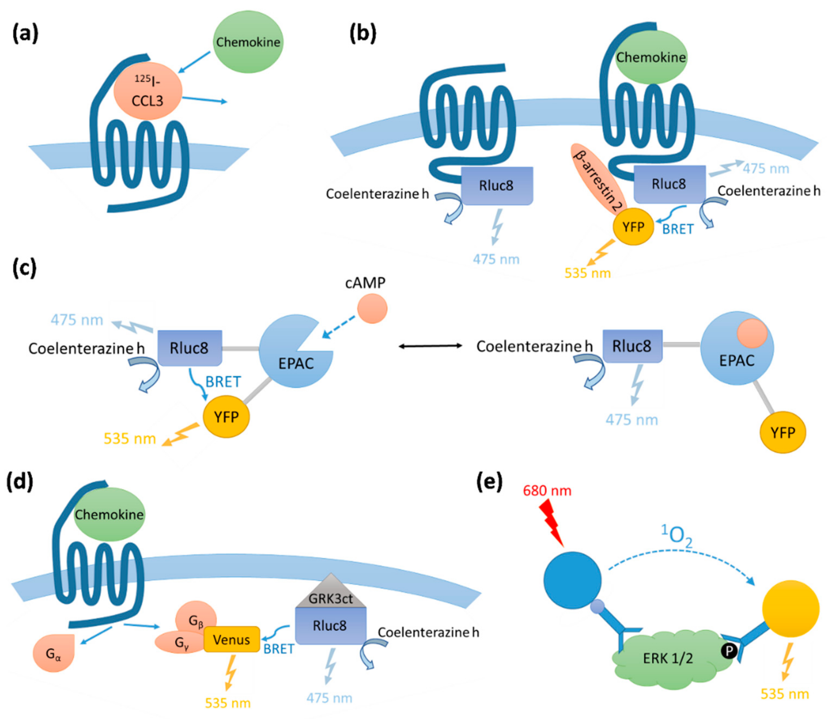 Ijms Free Full Text Influence Of Chemokine N Terminal Modification
