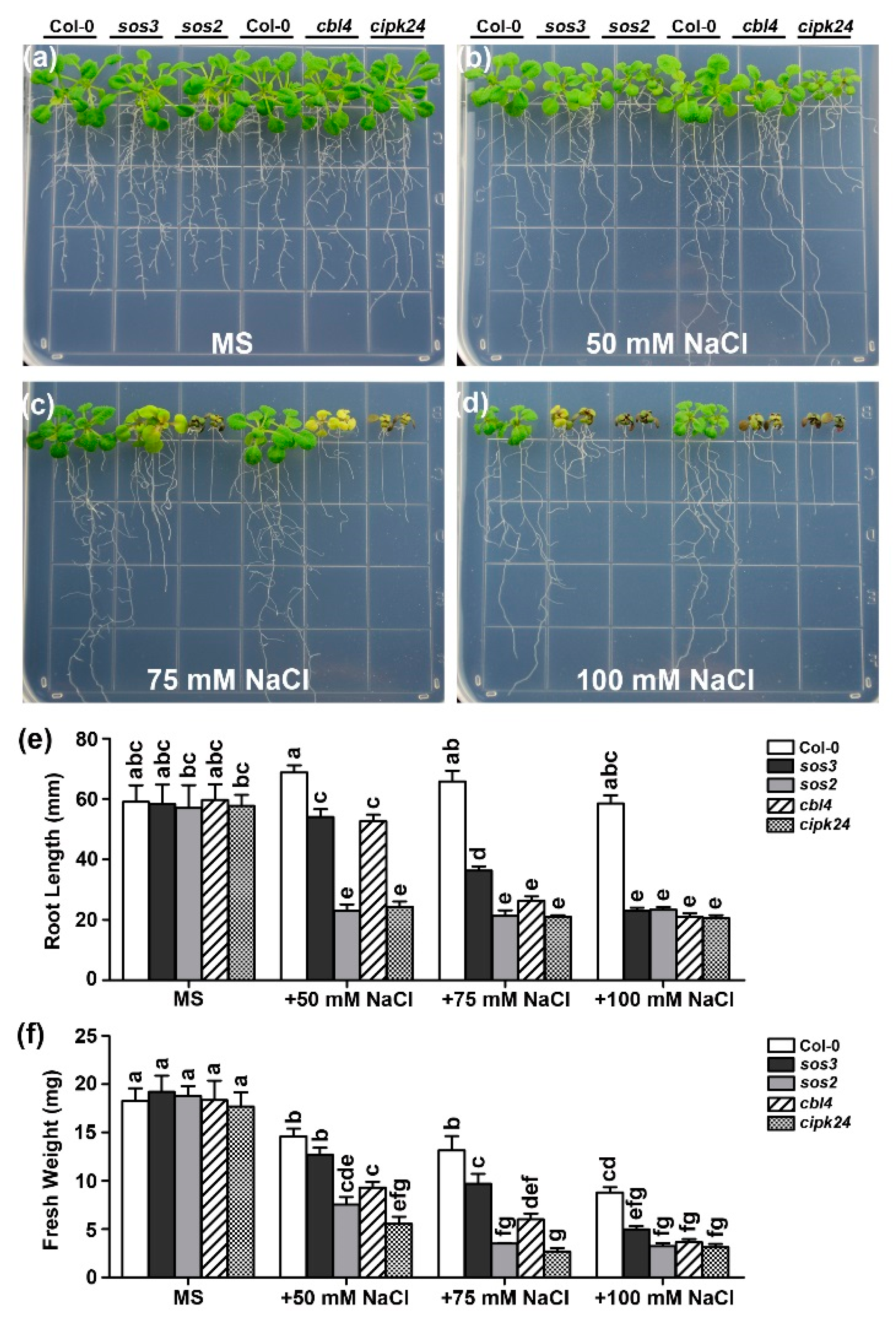 Calcineurin B-Like Proteins CBL4 and CBL10 Mediate Two Independent Salt ...