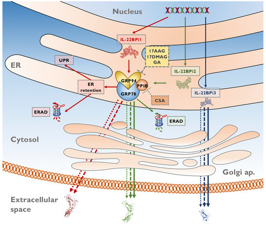 IJMS | Special Issue : Endoplasmic Reticulum Stress and Unfolded ...