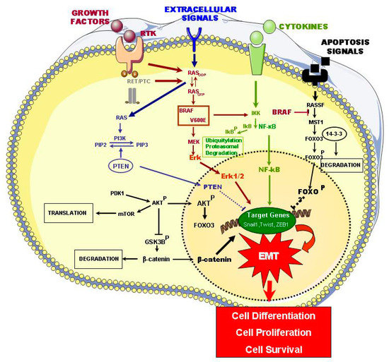 IJMS | Special Issue : Epithelial-Mesenchymal Transition (EMT)