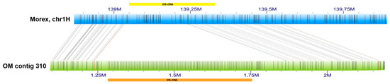The Dark Matter of Large Cereal Genomes: Long Tandem Repeats