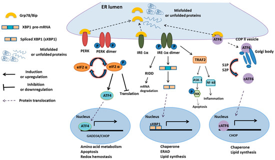 Unfolded Protein Response (UPR) in Survival, Dormancy ...