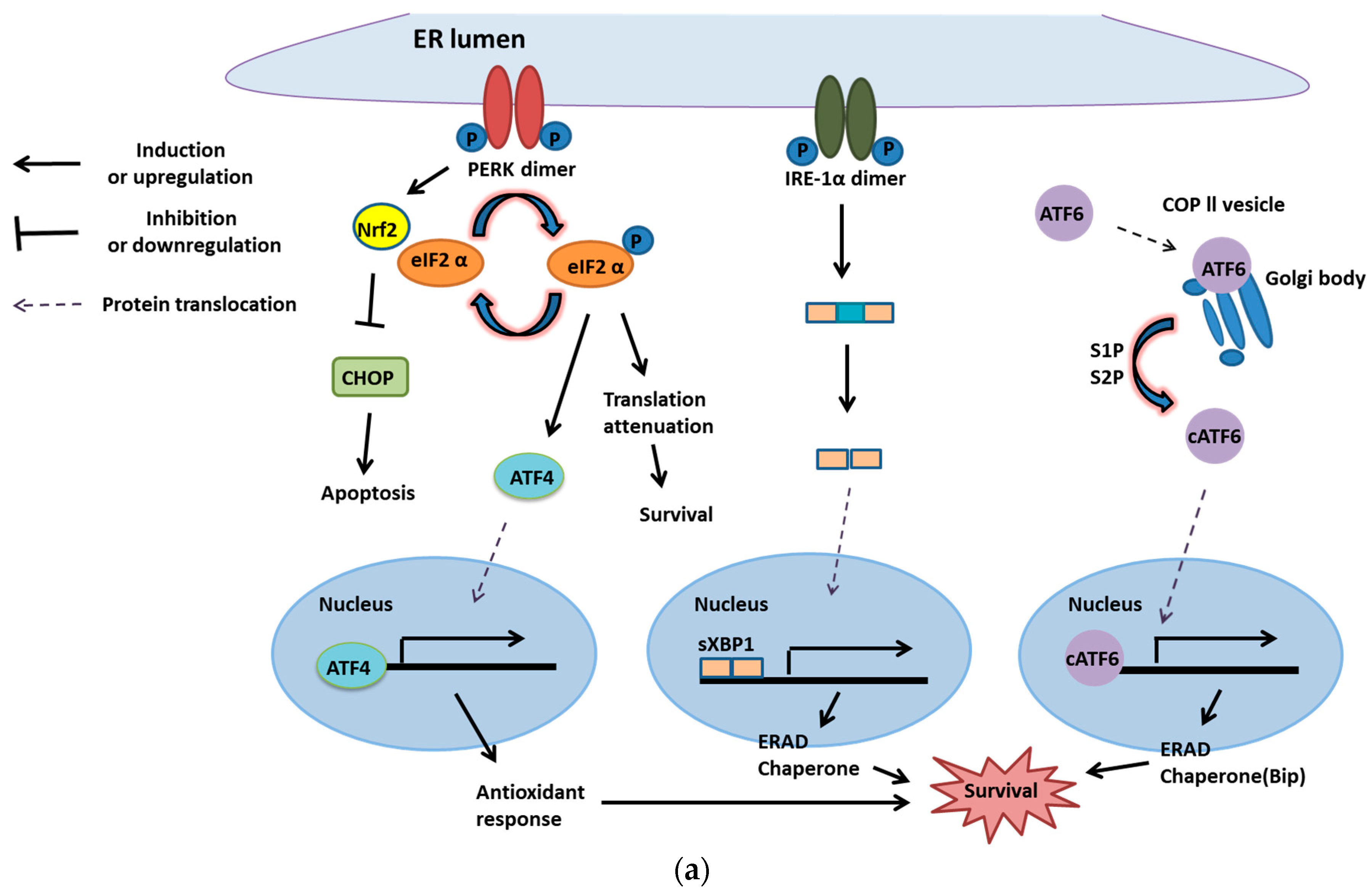 Ijms Free Full Text Unfolded Protein Response Upr In Survival