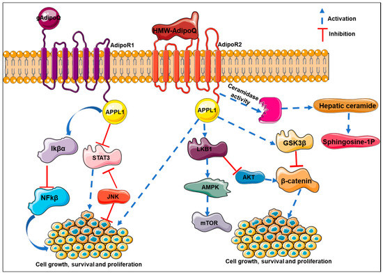 IJMS | Special Issue : Mechanisms of Adiponectin Action