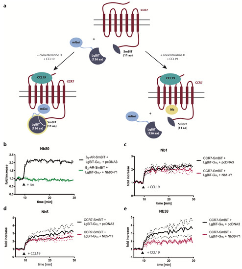 Engineering of Nanobodies Recognizing the Human Chemokine Receptor CCR7