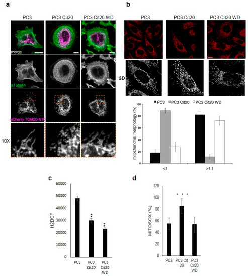 Effects of Long-Term Citrate Treatment in the PC3 Prostate Cancer Cell Line