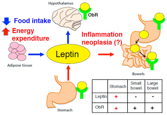 IJMS | Free Full-Text | Gastric Leptin and Tumorigenesis: Beyond Obesity
