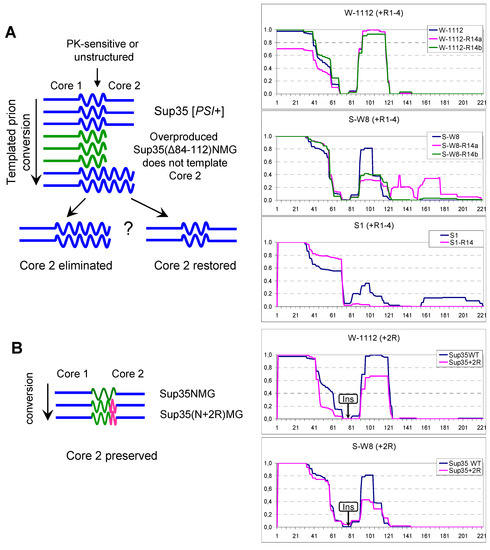 IJMS | Free Full-Text | Yeast Sup35 Prion Structure: Two Types, Four ...