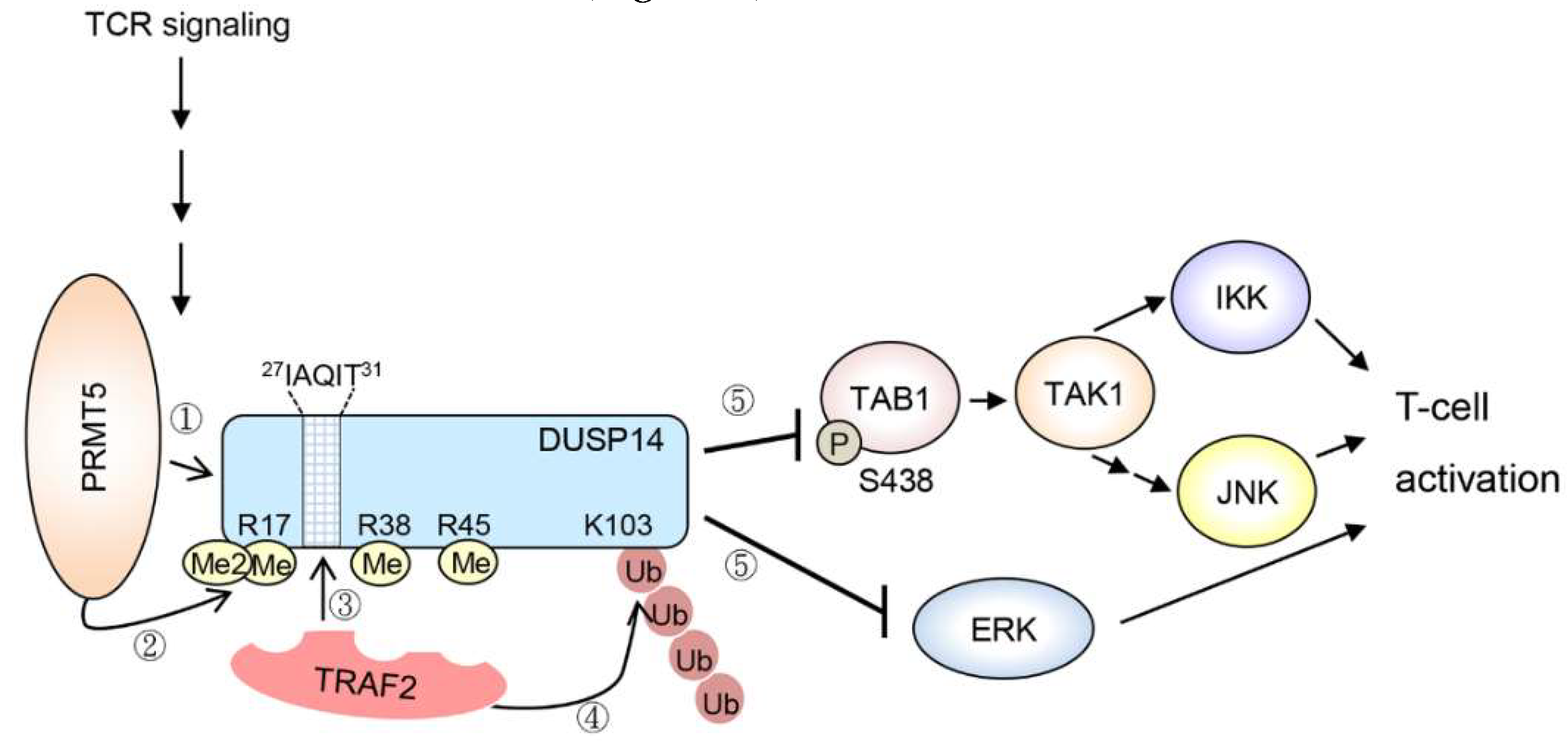 Specificity Of Cell Signaling Specificity Of Cell Signaling
