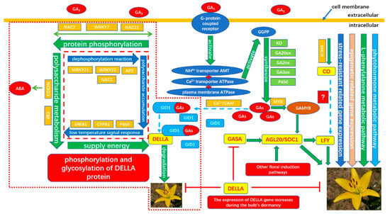 Transcriptional Regulatory Network of GA Floral Induction Pathway in LA ...