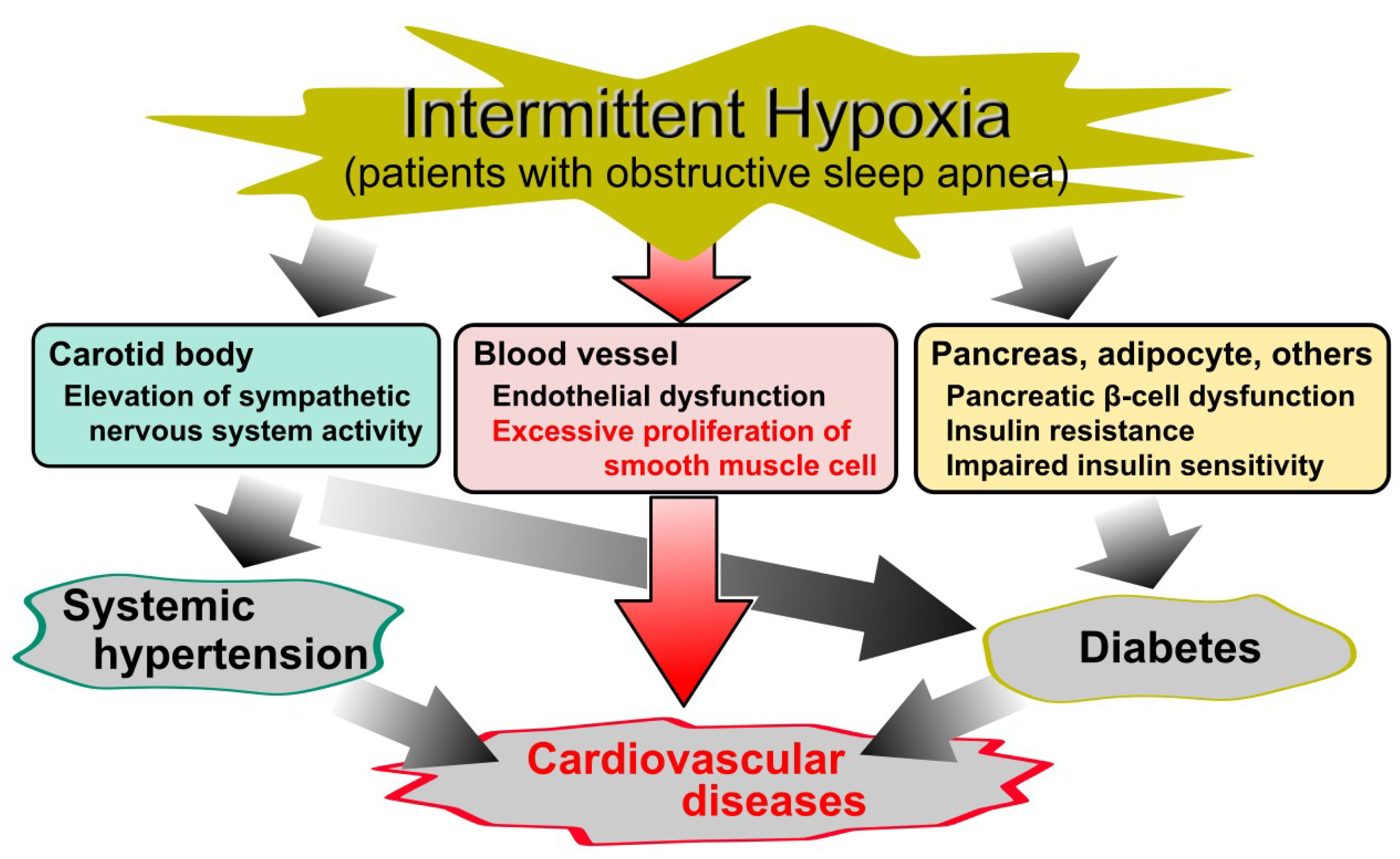 Ijms Free Full Text Proliferative Pathways Of Vascular Smooth