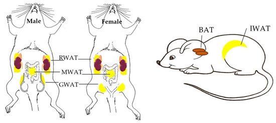 Neuroendocrine Regulation of Energy Metabolism Involving Different ...