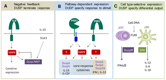 Dual-Specificity Phosphatases in Immunity and Infection: An Update