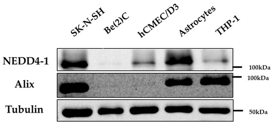 The Adaptor Protein Alix is Involved in the Interaction Between the ...