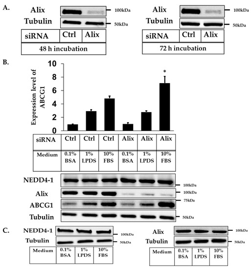 The Adaptor Protein Alix is Involved in the Interaction Between the ...