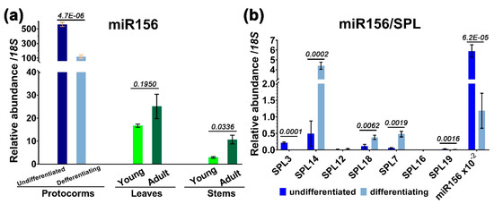 Expression Pattern of FT/TFL1 and miR156-Targeted SPL Genes Associated ...