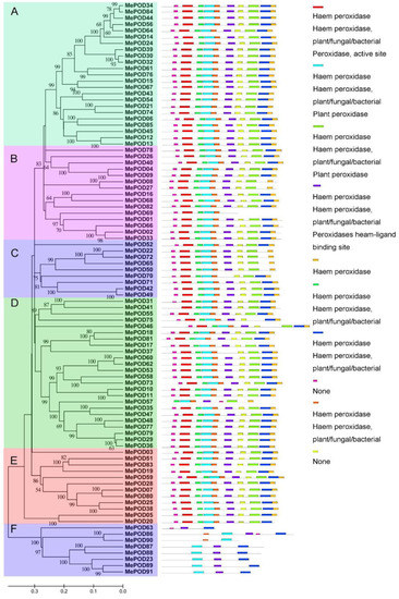 The Class III Peroxidase (POD) Gene Family in Cassava: Identification ...