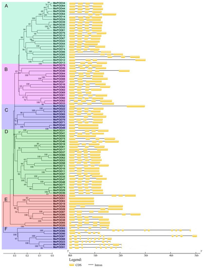 The Class III Peroxidase (POD) Gene Family in Cassava: Identification ...
