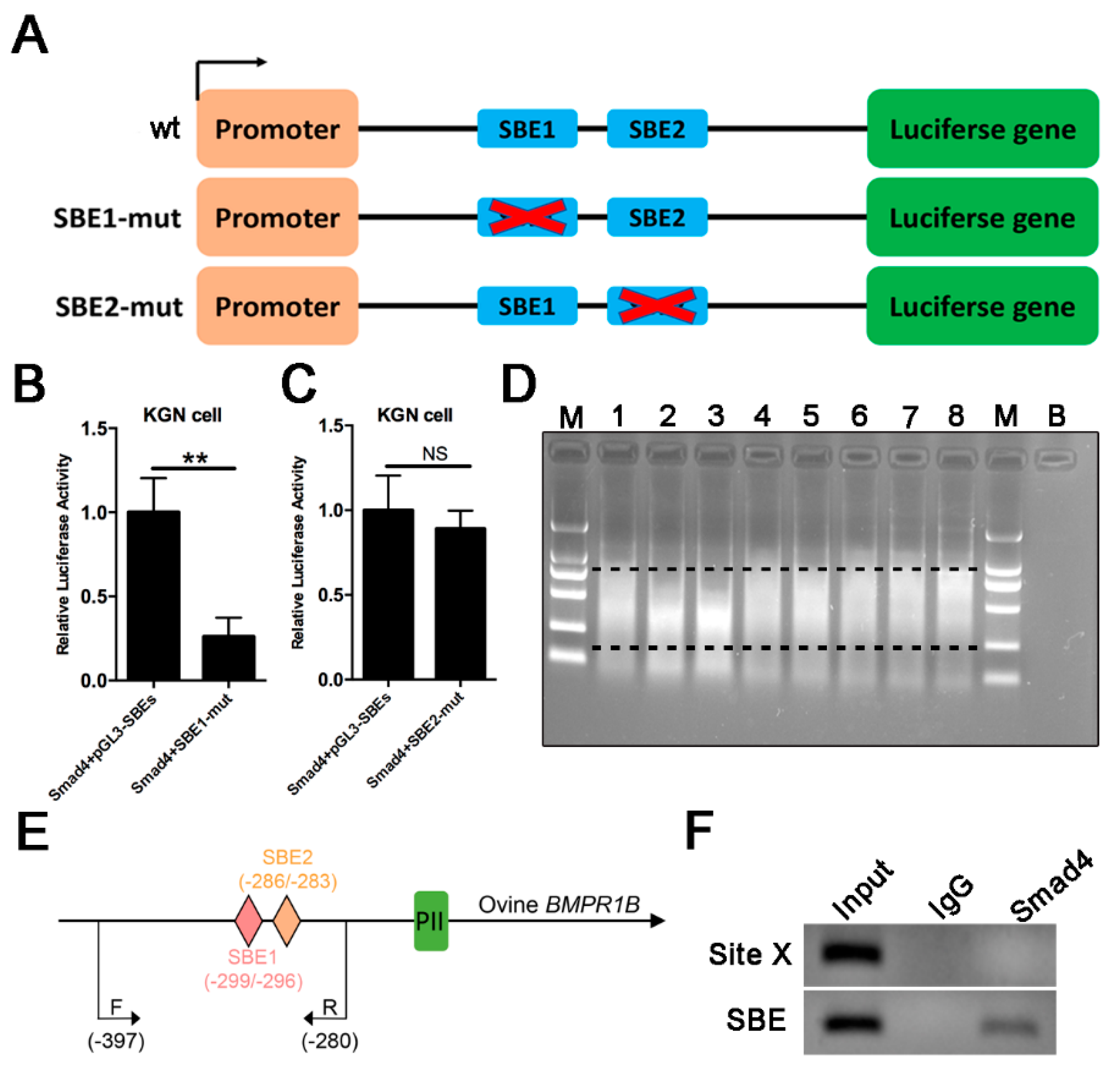 Smad4 Feedback Enhances BMPR1B Transcription in Ovine Granulosa Cells