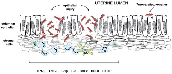IJMS | Free Full-Text | Pathogenicity and Virulence of Trueperella ...