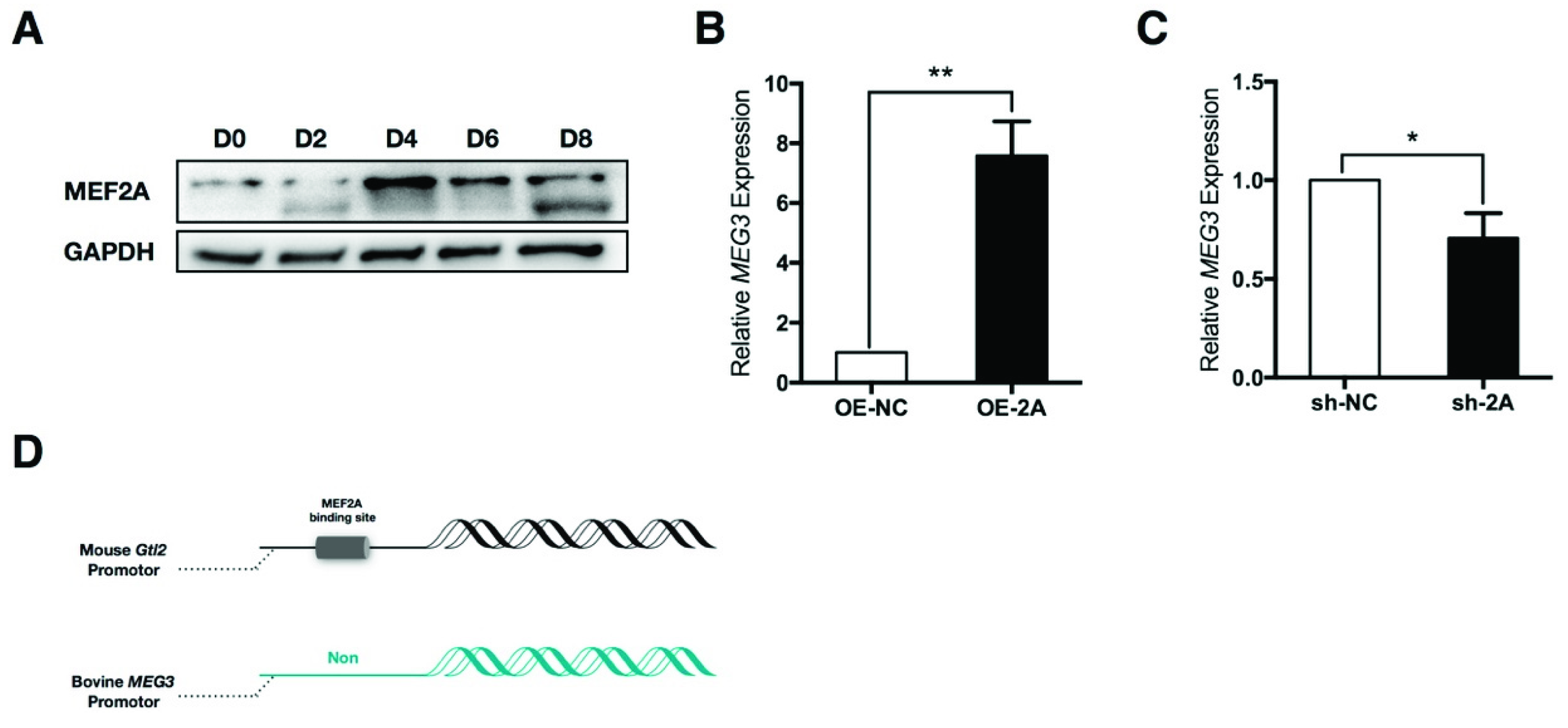 IJMS | Free Full-Text | MEF2A Regulates the MEG3-DIO3 miRNA Mega ...