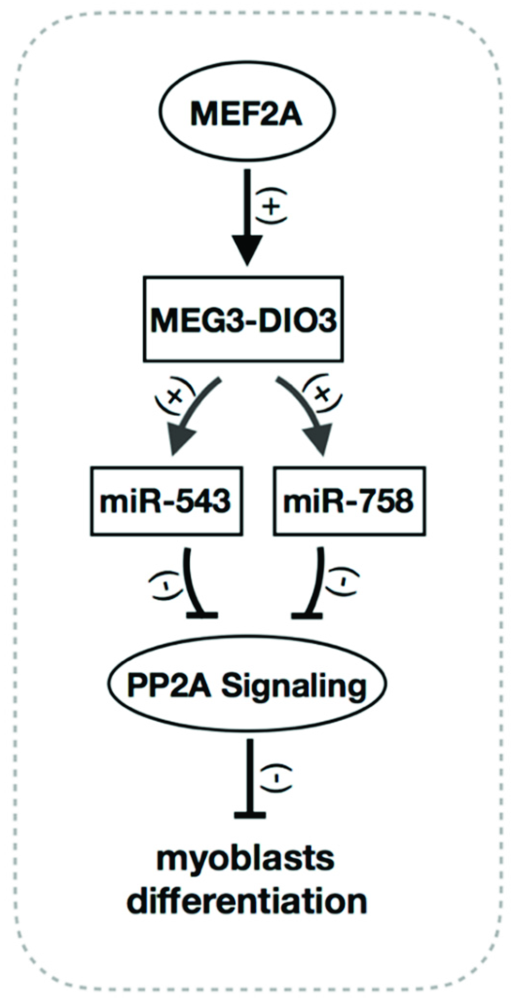 IJMS | Free Full-Text | MEF2A Regulates the MEG3-DIO3 miRNA Mega ...