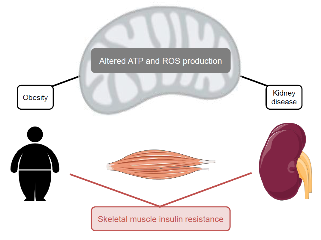 IJMS | Free Full-Text | Mitochondrial Activity and Skeletal Muscle ...