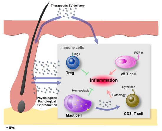 The Role of Extracellular Vesicles in Cutaneous Remodeling and Hair ...