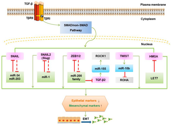 TGF-β-Mediated Epithelial-Mesenchymal Transition and Cancer Metastasis