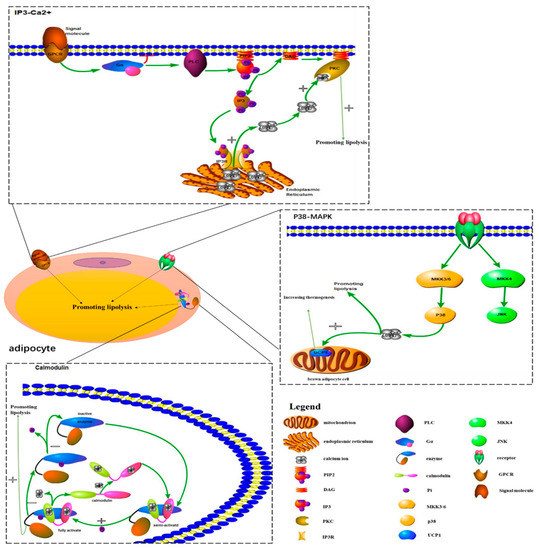 IJMS | Free Full-Text | Calcium Signaling Pathways: Key Pathways in the ...