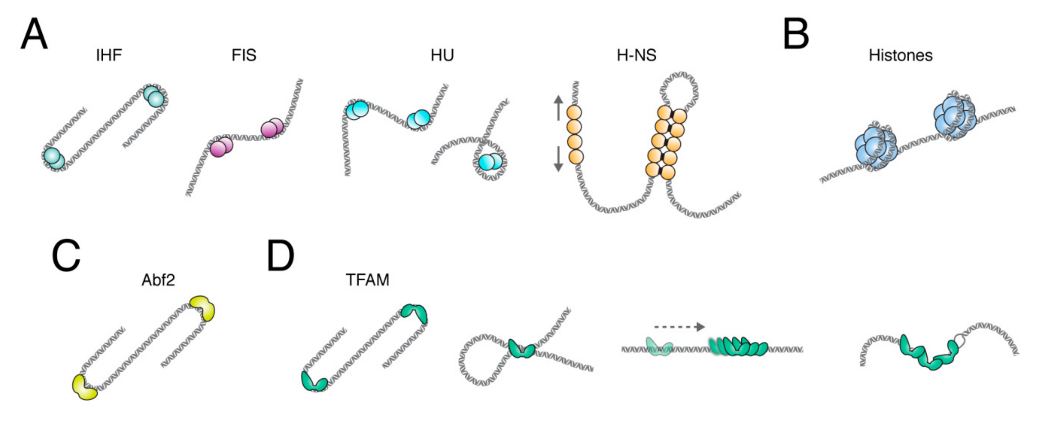 Organization of DNA in Mammalian Mitochondria