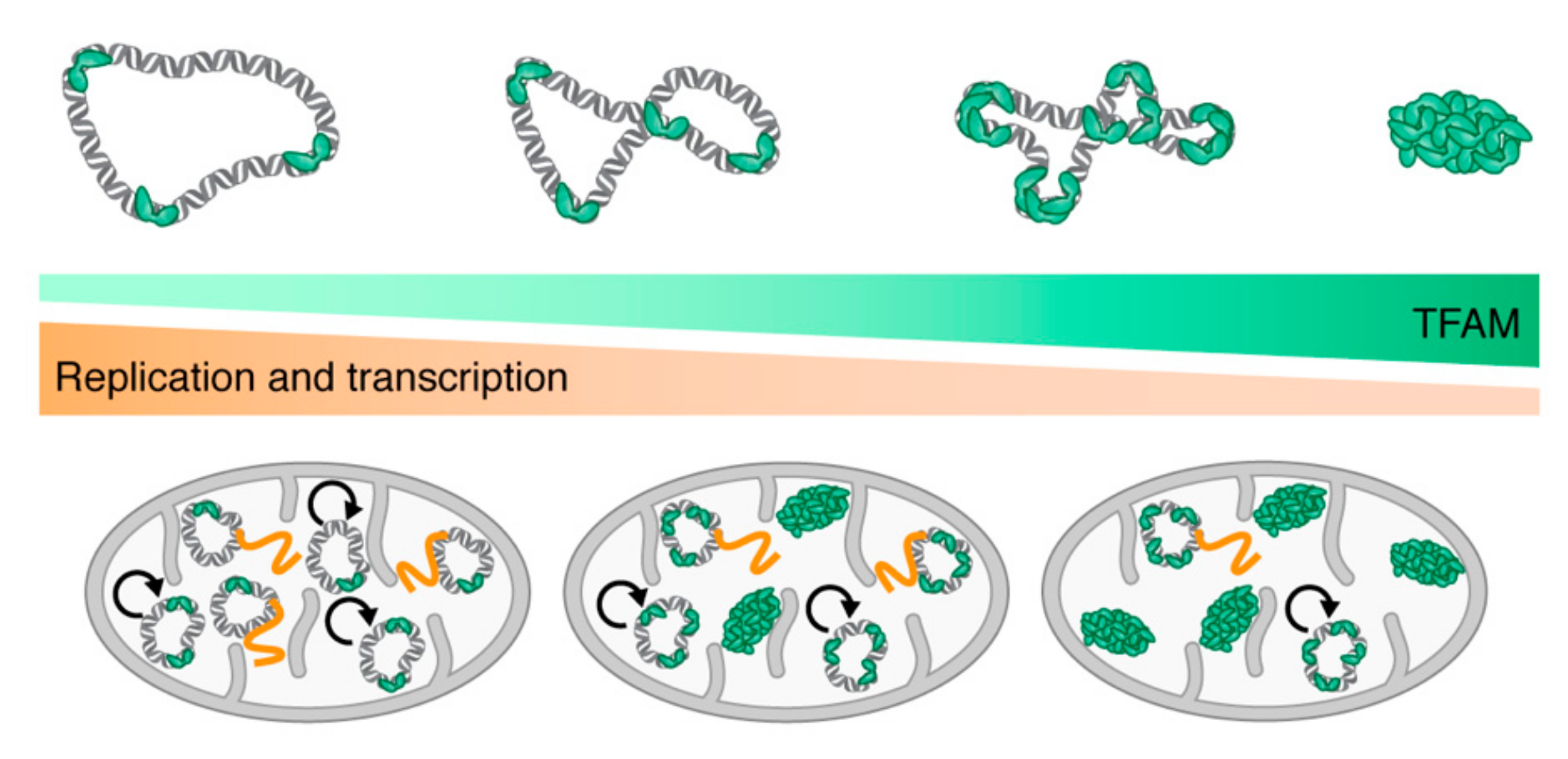 Organization of DNA in Mammalian Mitochondria
