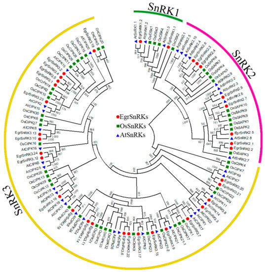 Comprehensive Analysis of SnRK Gene Family and their Responses to Salt ...