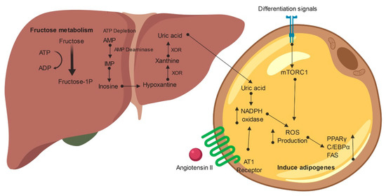 IJMS | Special Issue : Adipogenesis and Adipose Tissue Metabolism