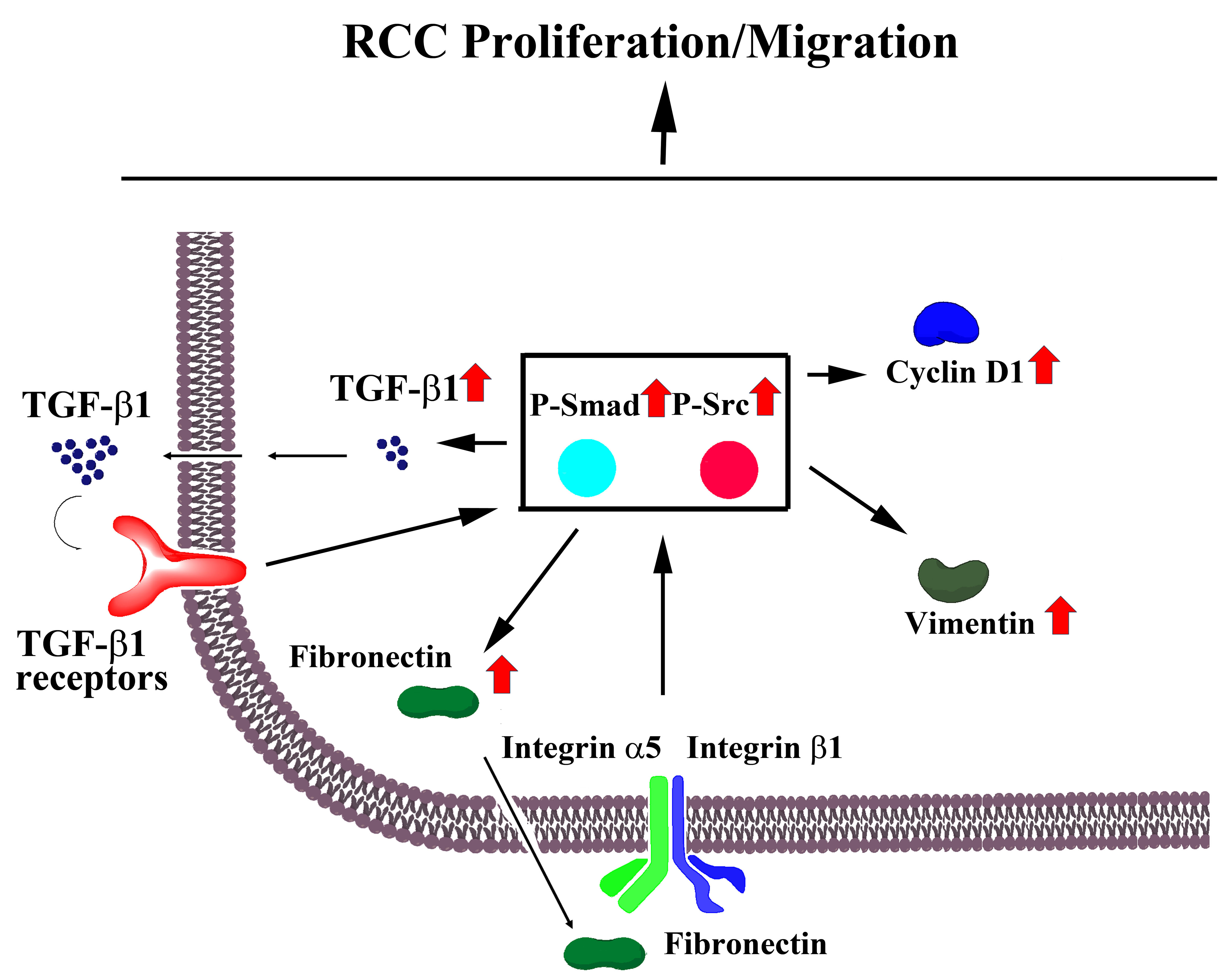 IJMS | Free Full-Text | Fibronectin Promotes Cell Growth and Migration ...