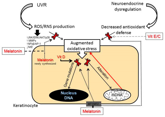 IJMS | Special Issue : Molecular Mechanisms of Skin Aging