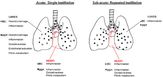 IJMS | Special Issue : Inhalation Toxicology and Biological Response