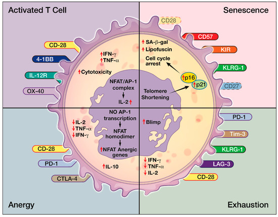 Ijms Free Full Text The Evolving Role Of Cd8 Cd28− Immunosenescent