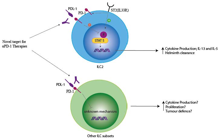 IJMS | Free Full-Text | Programmed Cell Death-1 Receptor (PD-1 ...