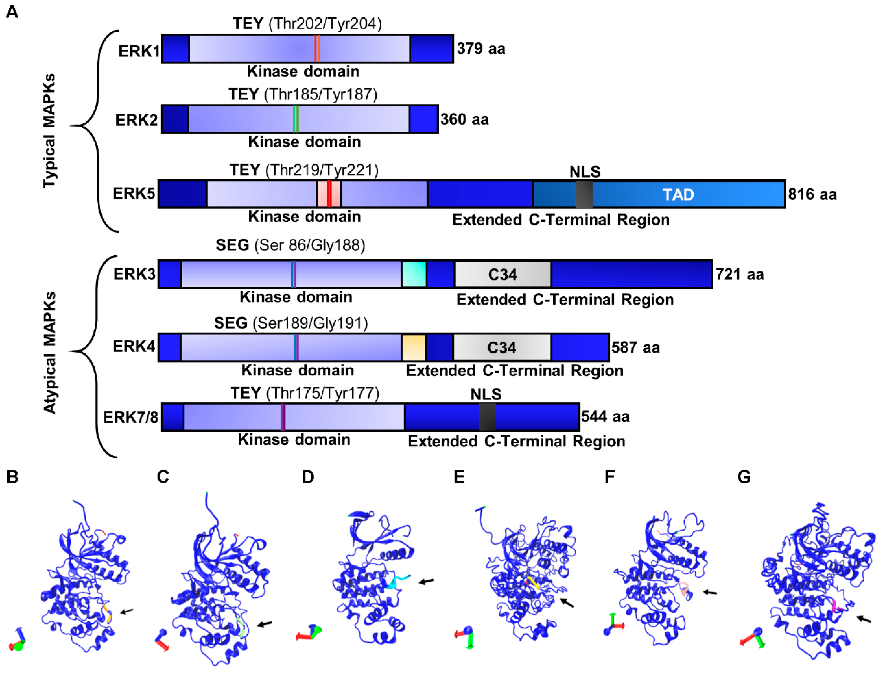 Extracellular-Signal Regulated Kinase: A Central Molecule Driving ...