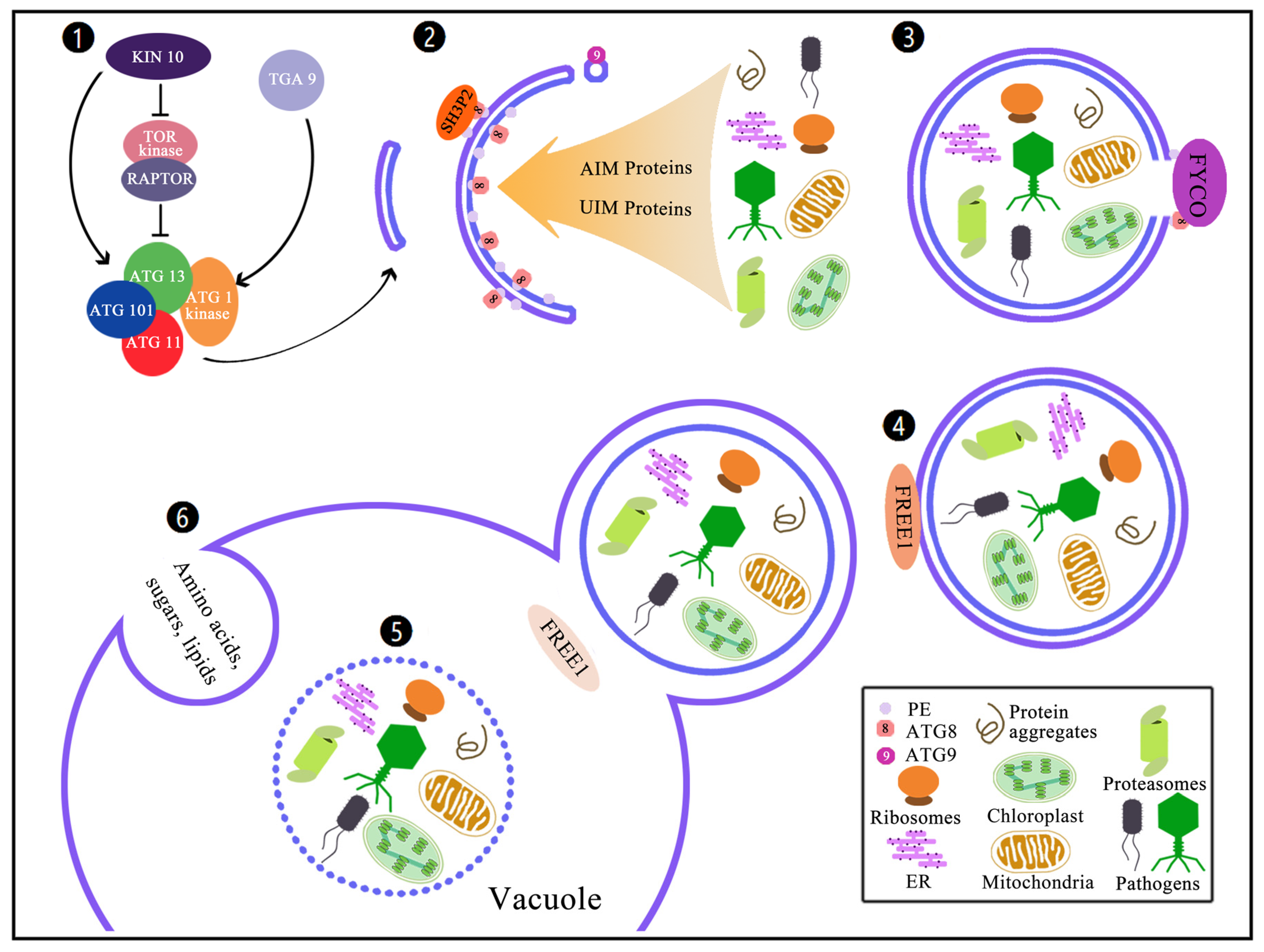 Autophagy In Plants