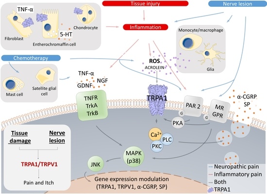 IJMS | Free Full-Text | Is TRPA1 Burning Down TRPV1 as Druggable Target ...