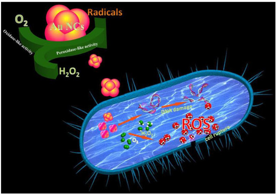 Antimicrobial Gold Nanoclusters: Recent Developments and Future ...