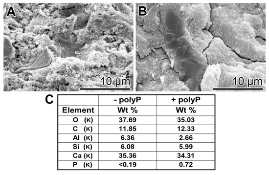 Transformation of Construction Cement to a Self-Healing Hybrid Binder