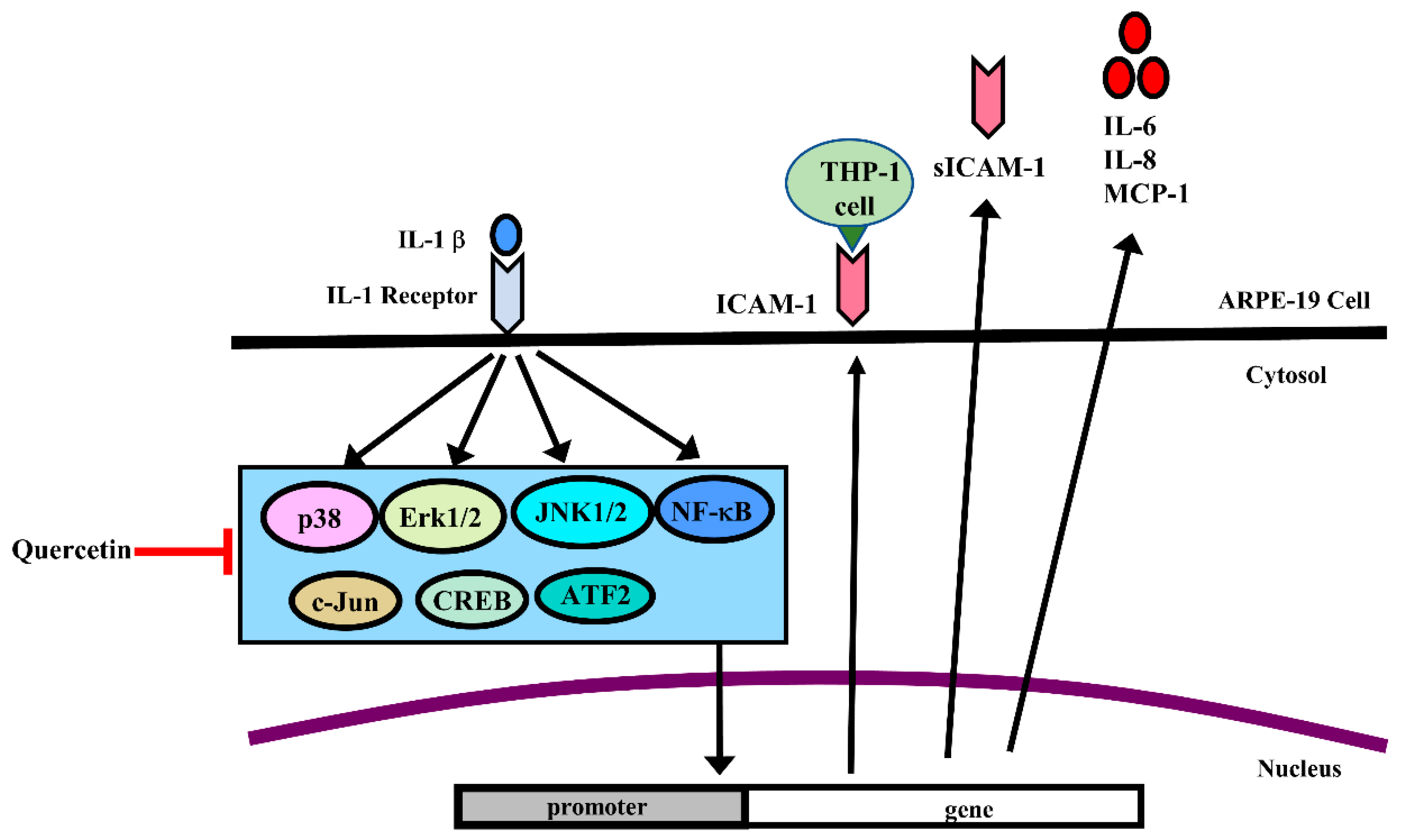 Ijms Free Full Text Quercetin Inhibits The Production Of Il 1β