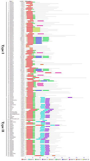 Genome-Wide Analysis of the MADS-Box Transcription Factor Family in ...