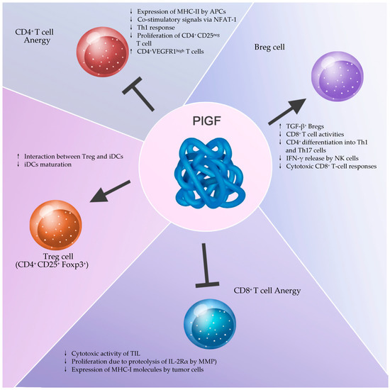 IJMS | Free Full-Text | Multifaceted Role of the Placental Growth ...