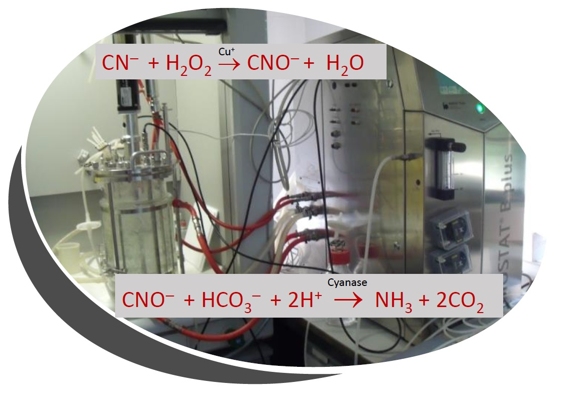 IJMS | Free Full-Text | Cyanate Assimilation by the Alkaliphilic ...
