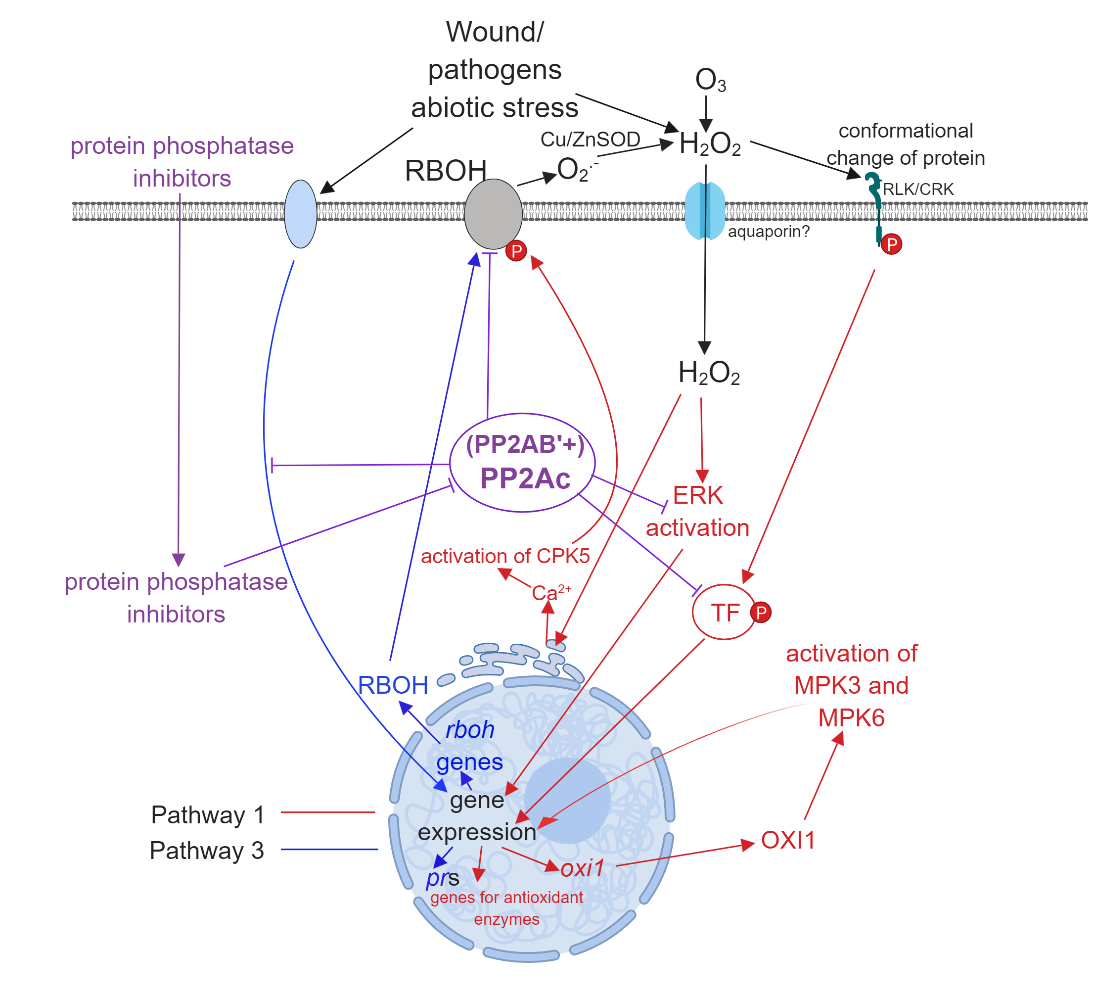 IJMS | Free Full-Text | The Role of Serine-Threonine Protein ...