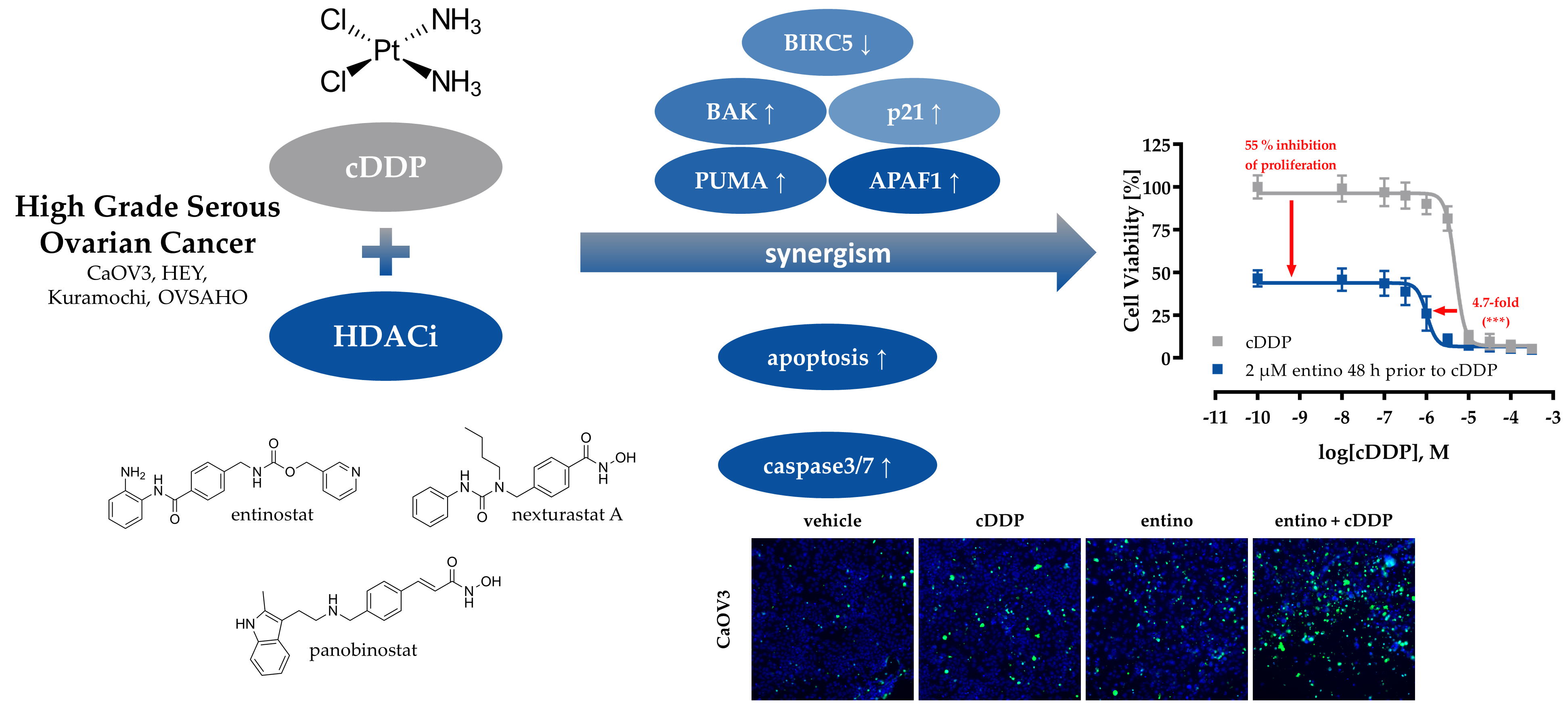 IJMS | Free Full-Text | Class I-Histone Deacetylase (HDAC) Inhibition ...